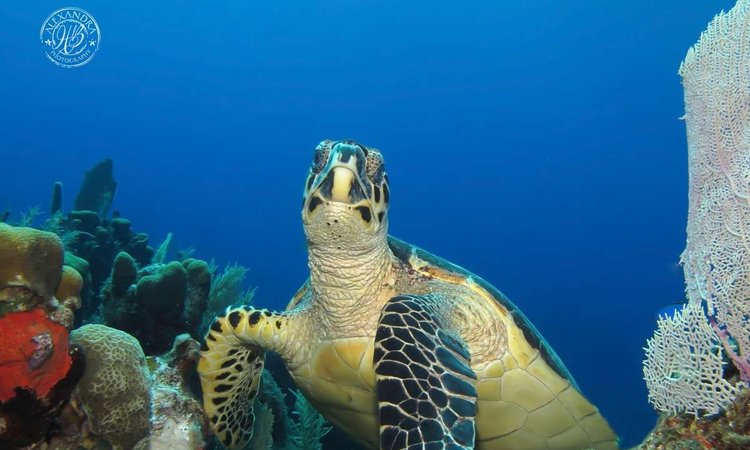 Roatan's Premier PADI Dive Center | Offering The BEST Caribbean Scuba ...