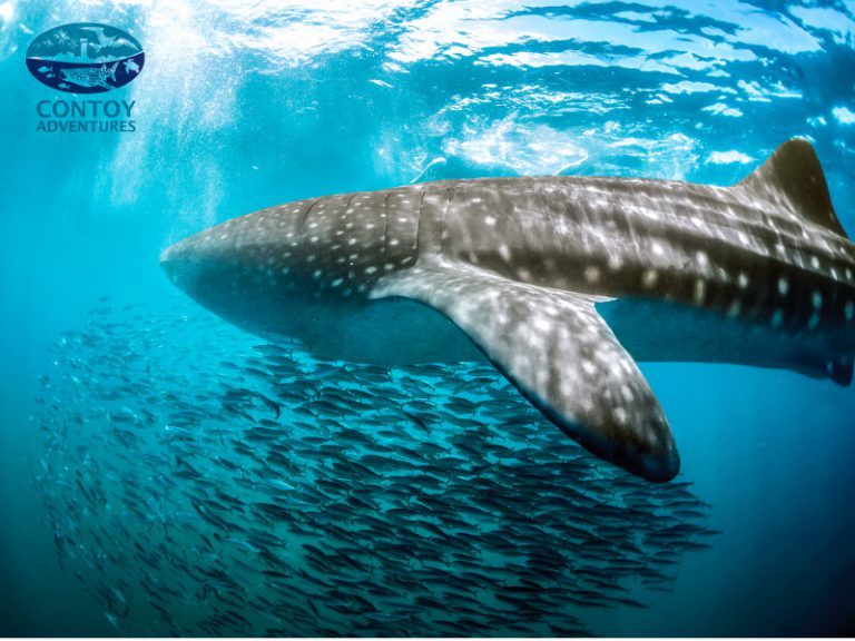 Whale Shark Tours - Cancun, Isla Mujeres, Playa del Carmen, Tulum and all of Riviera Maya ...